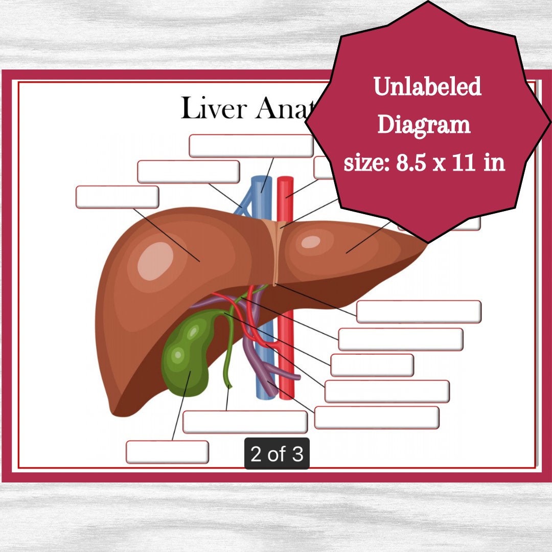 Liver Anatomy Diagram, Classroom Poster, Study Aid - Etsy Canada
