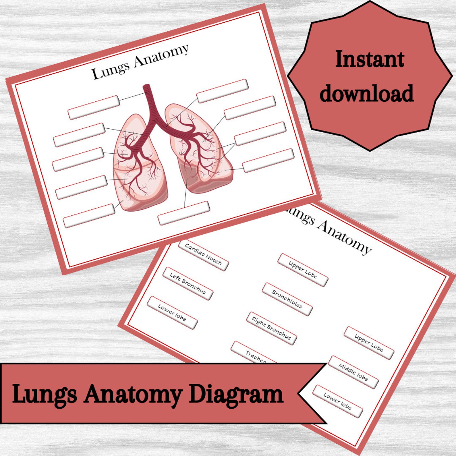 Lungs Anatomy Diagram – Printable Educational Resource (instant ...
