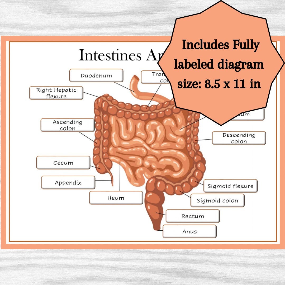 Intestines Anatomy Diagram, Classroom Poster, Study Aid - Etsy