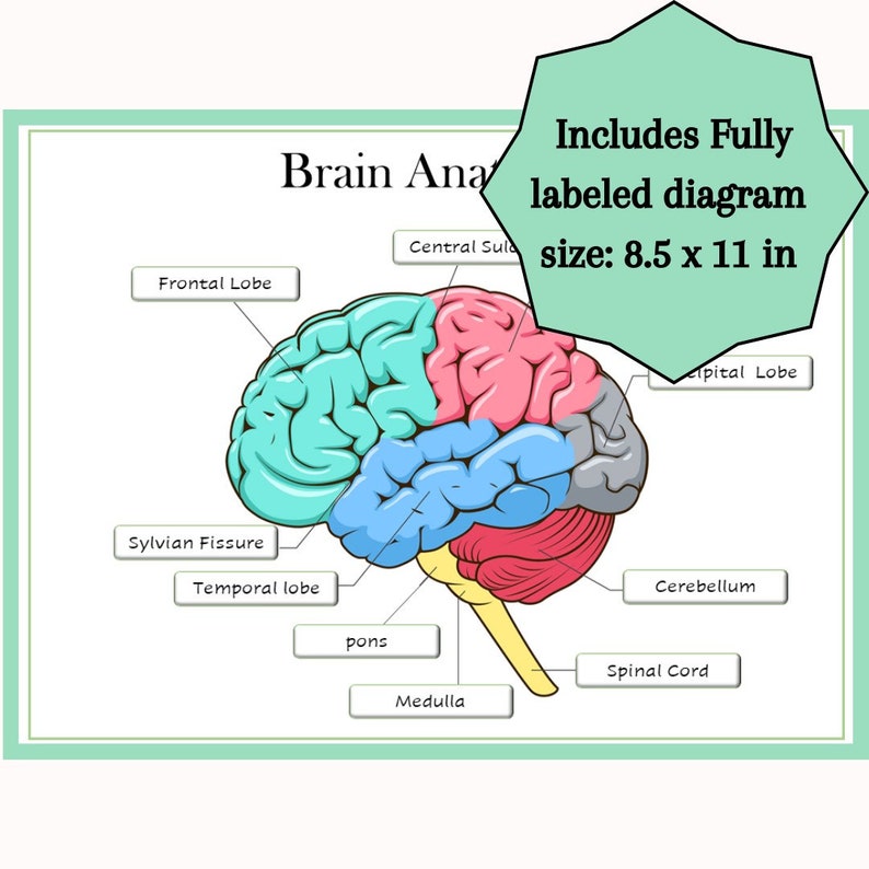 Brain Anatomy Labeling Diagram Classroom Poster Anatomy - Etsy