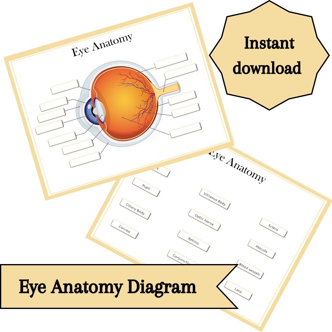 Eye Anatomy Labeling Diagram Classroom Poster and Study Aid - Etsy UK