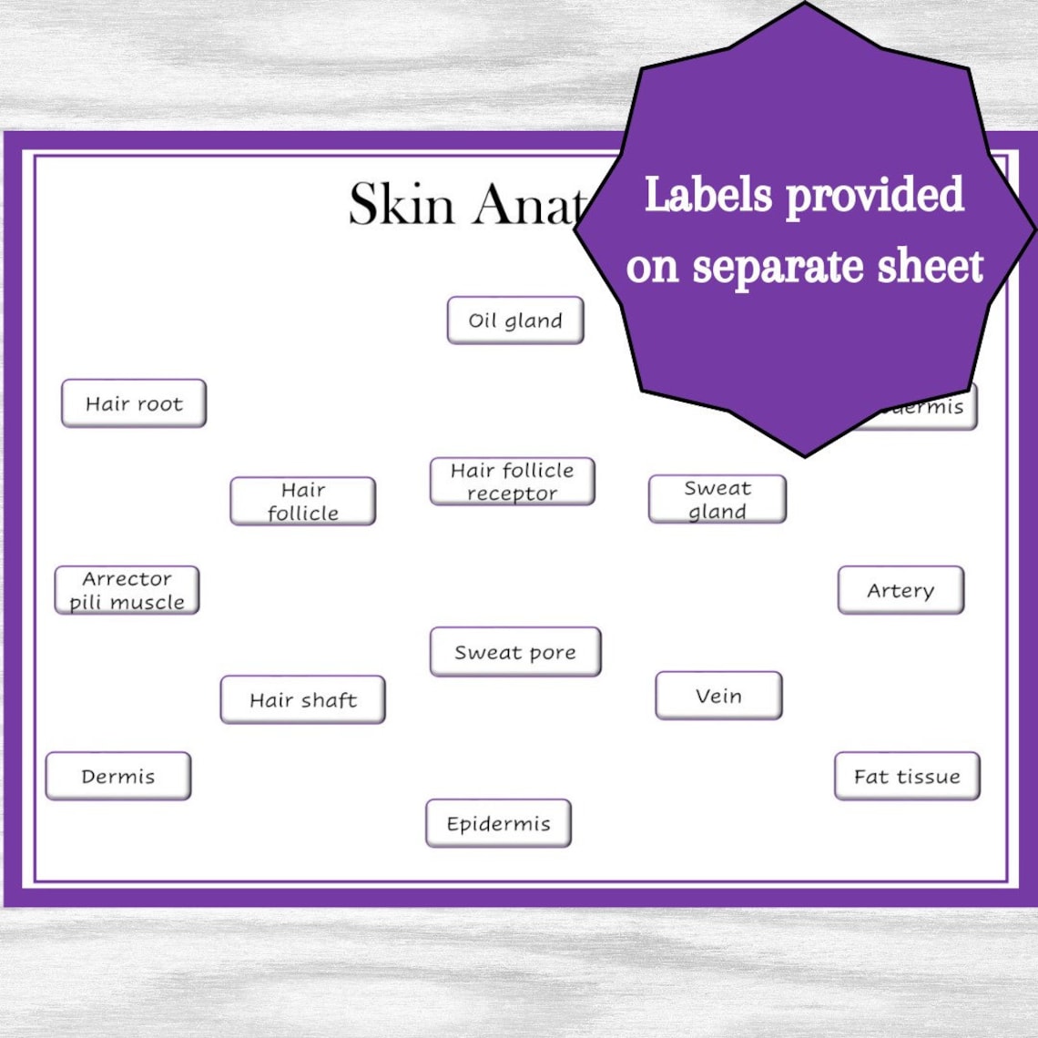Skin Anatomy Diagram – Printable Educational Resource (instant Download ...