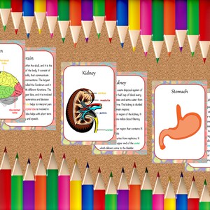 Anatomy Printable Flashcards / Anatomy for Kids / Human | Etsy