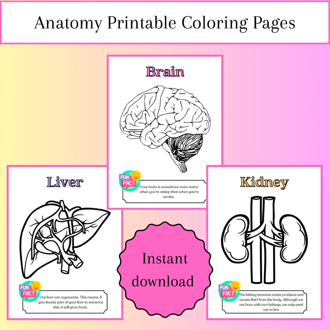 Anatomy Coloring Pages for Kids V2 With Bonus Sticker Set Printable ...