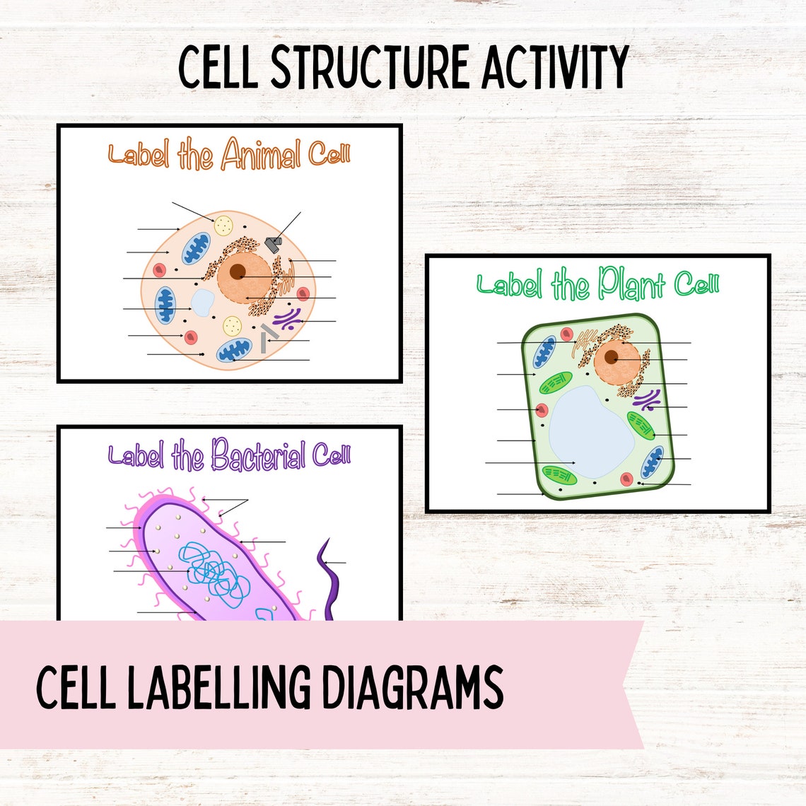Animal, Plant, Bacterial Cell Model and Flashcards Unit Study Cellular ...