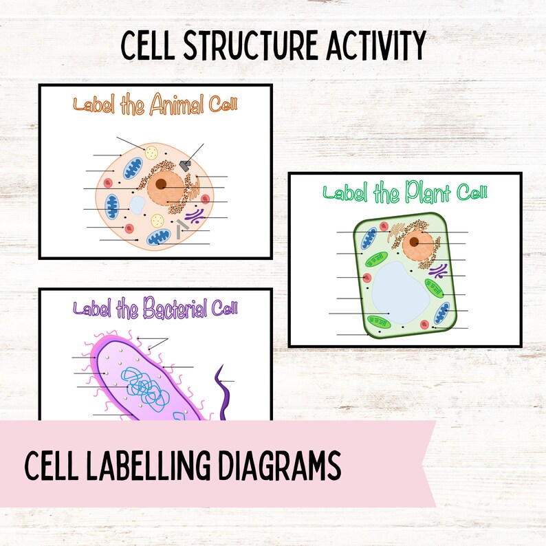 Animal, Plant, Bacterial Cell Model and Flashcards Unit Study Cellular ...