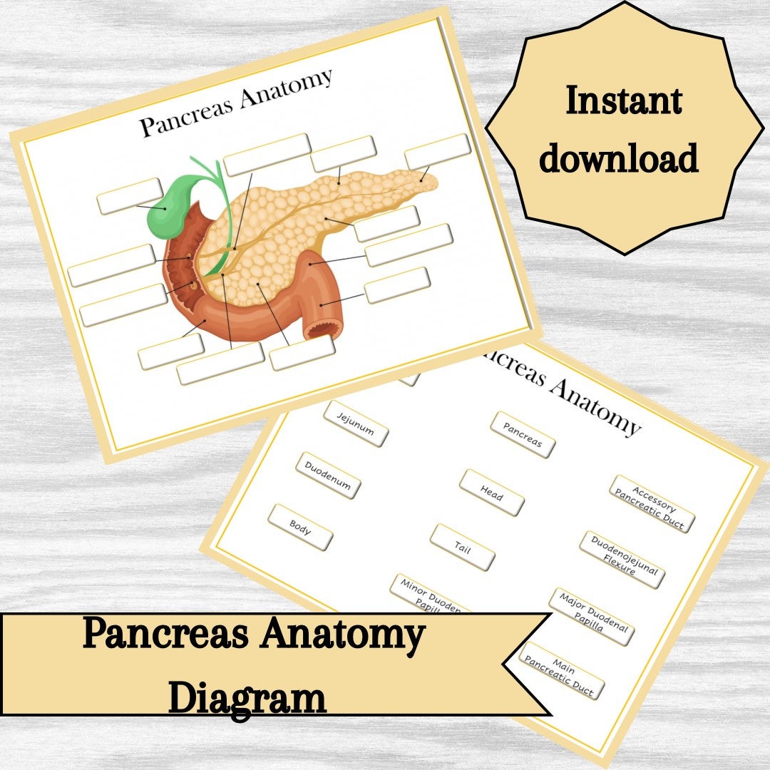 Pancreas Anatomy Diagram, Classroom Poster, Study Aid - Etsy