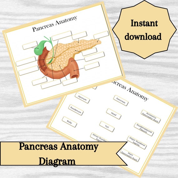 Pancreas Teach Me Anatomy
