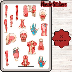 Anatomy Digital Stickers for Biology, Medical School, Nursing School ...
