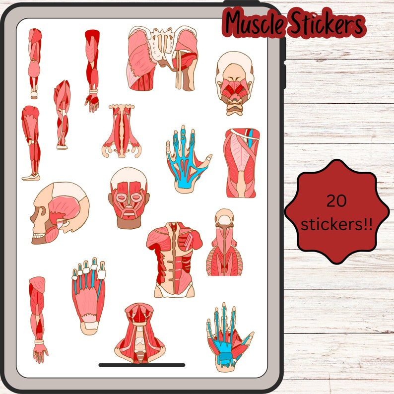 Anatomy Digital Stickers for Biology, Medical School, Nursing School ...