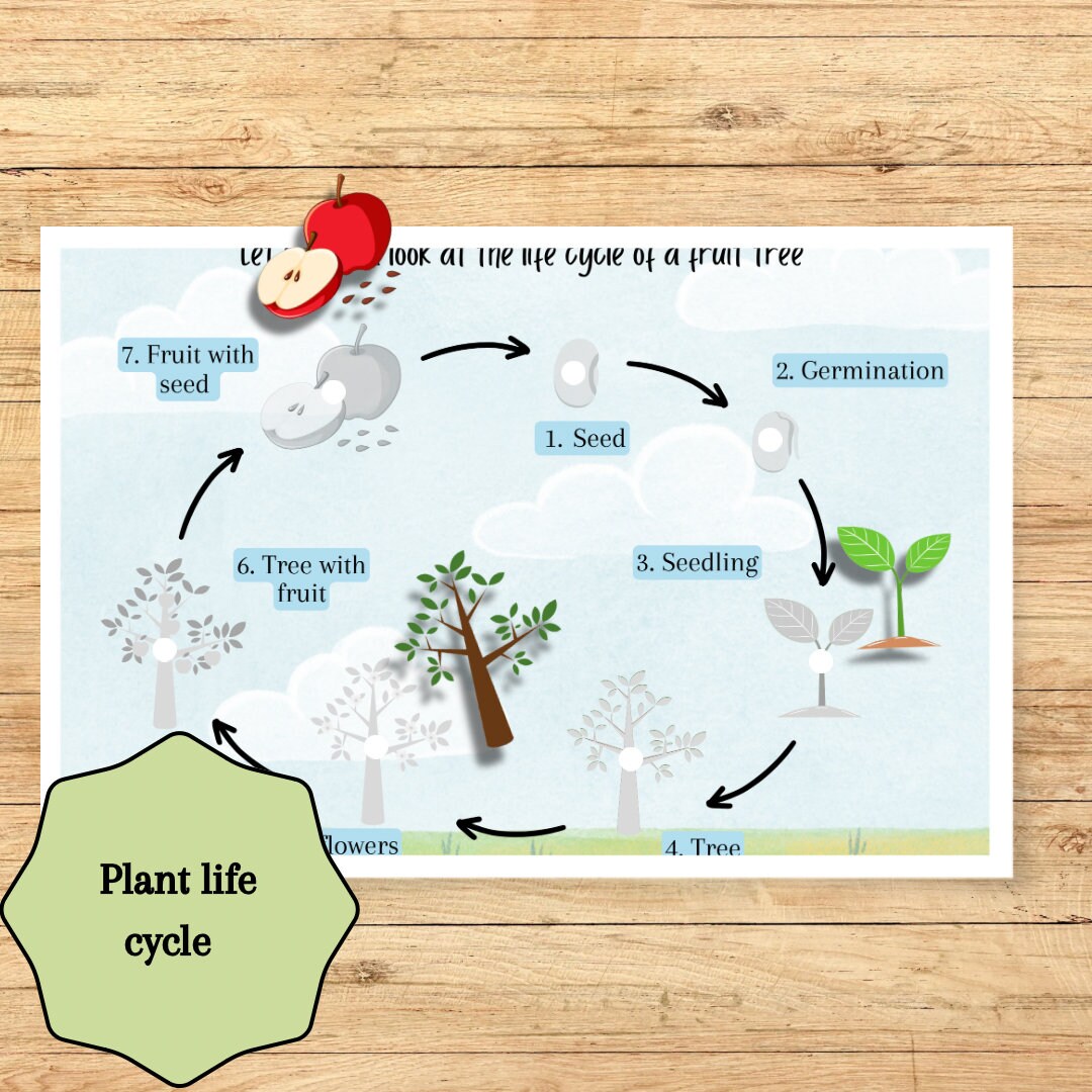 Plants Busy Book: Interactive Learning for Kids (PDF) - Etsy
