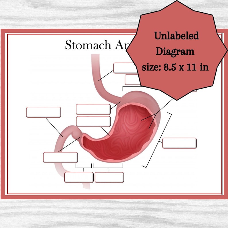 Stomach Anatomy Diagram – Printable Educational Resource (instant ...