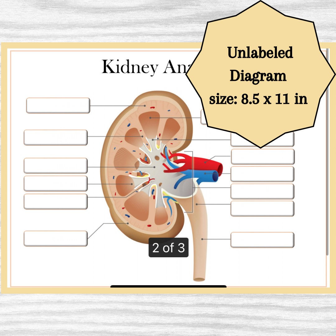 Kidney Anatomy Diagram, Classroom Poster, Study Aid for Biology ...