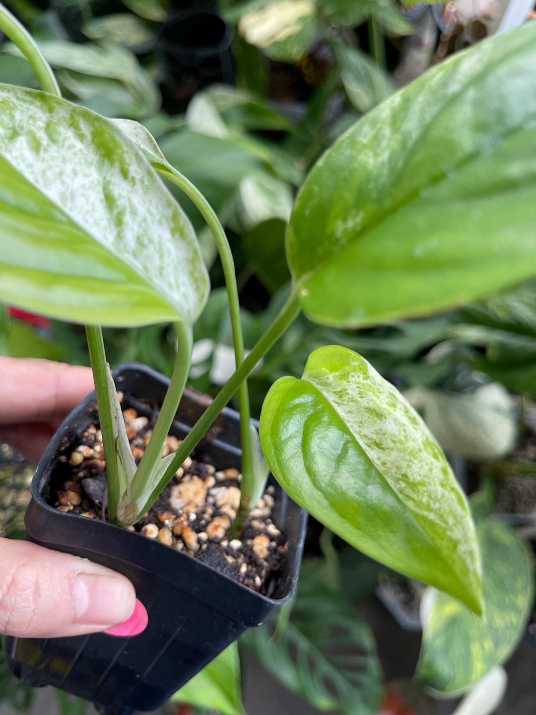 Epipremnum Pinnatum Marble, Epi Marble, Epipremnum Pinnatum ...