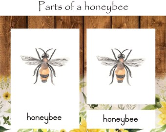 Parts of a Cow Nomenclature 3-part Cards Montessori Zoology - Etsy Ireland