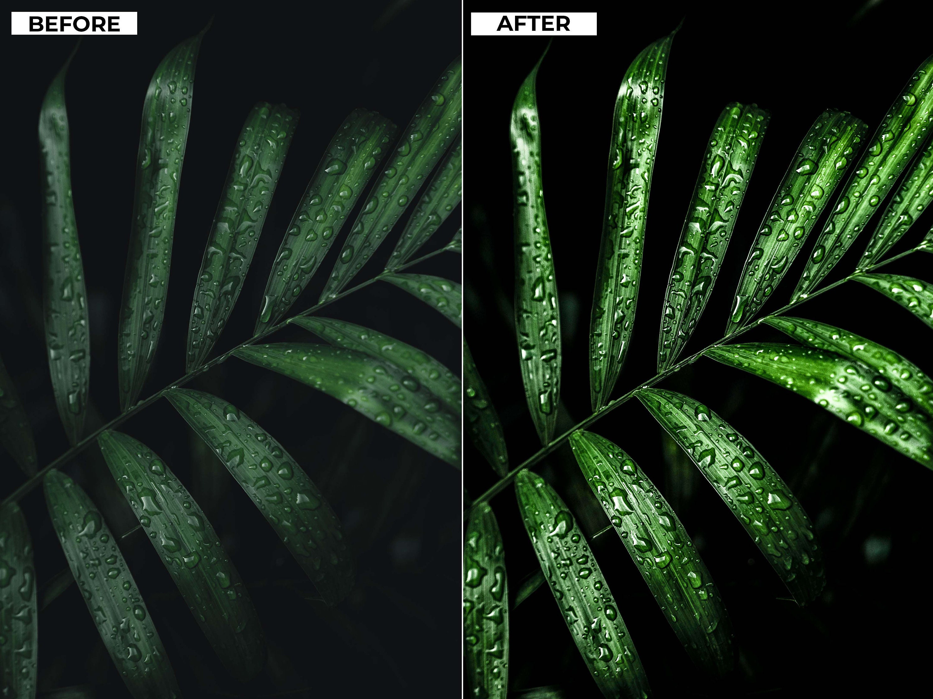 5 URBAN JUNGLE Lightroom Mobile Presets Photo Editing Filter for ...