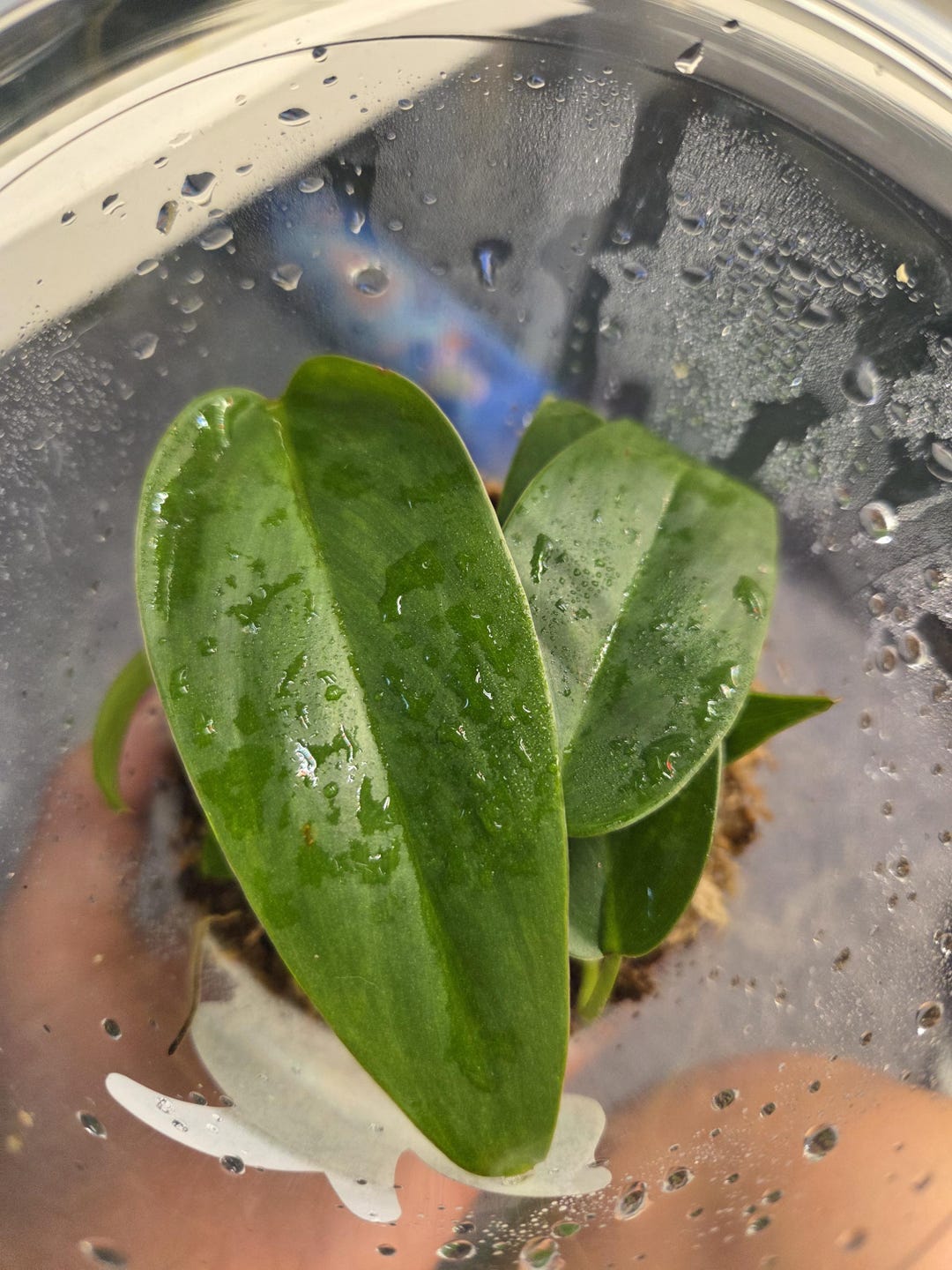 Philodendron Painted Lady- RARE- Rooted Cutting, Live Plant, Exact ...