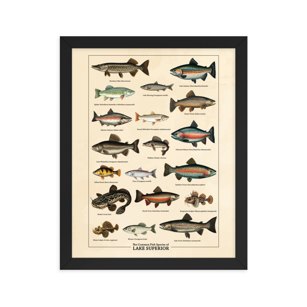 Vintage Lake Superior Fish Species Chart Framed Poster - Etsy
