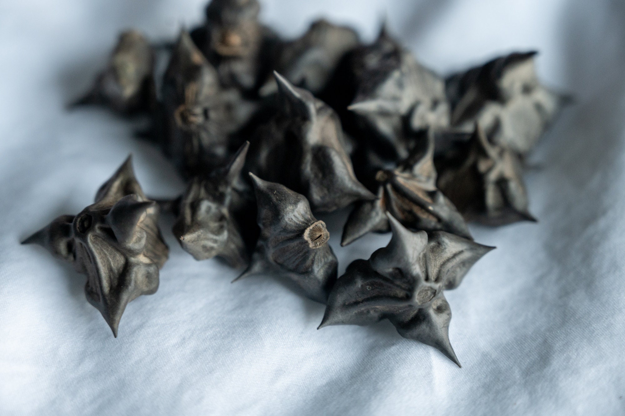 Lot of Water Chestnuts / Bat Nuts / Devil Pods / Caltrop / - Etsy