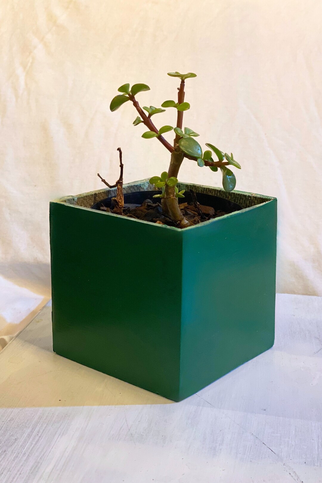 Decorative Solid Color Planter | Laser-cut 4-inch Pot | Minimalist ...