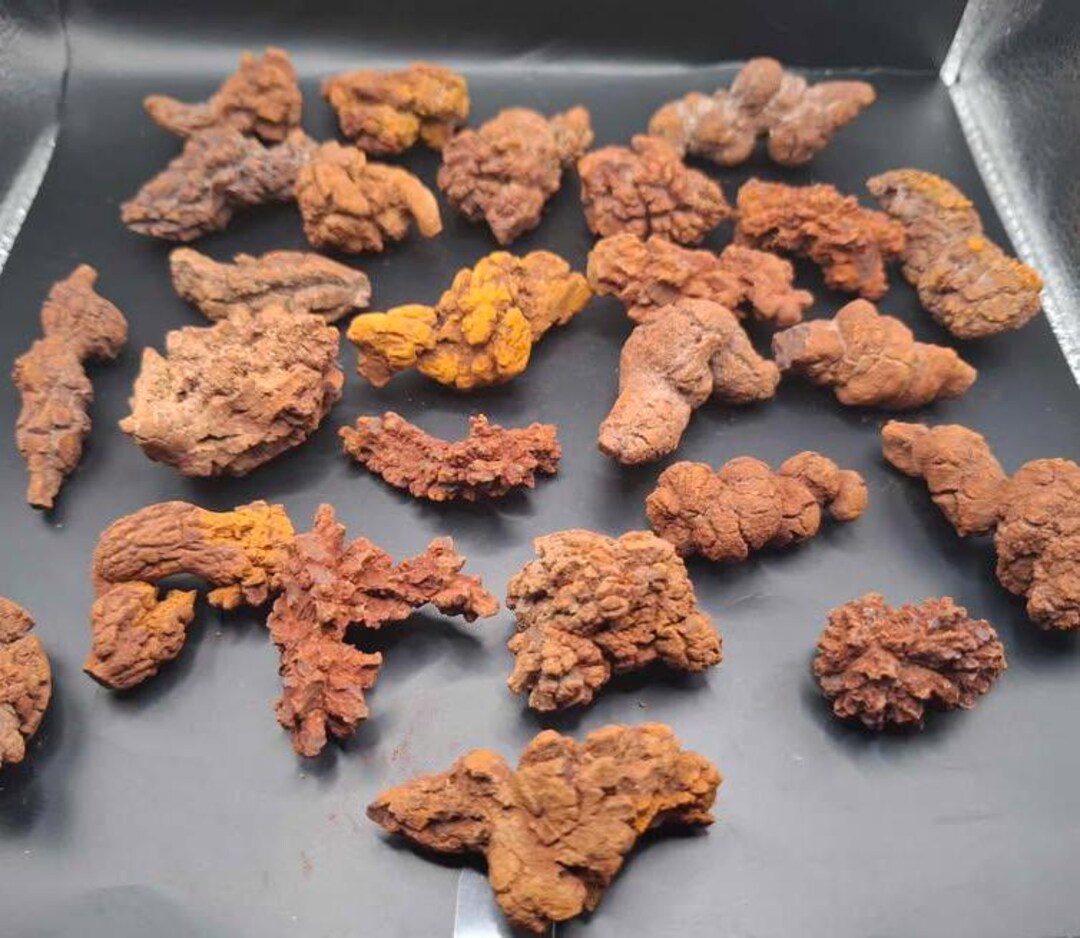 Rough Coprolite, Fossilised Poo, Poop Fossil Fossilised Poo Crystal ...