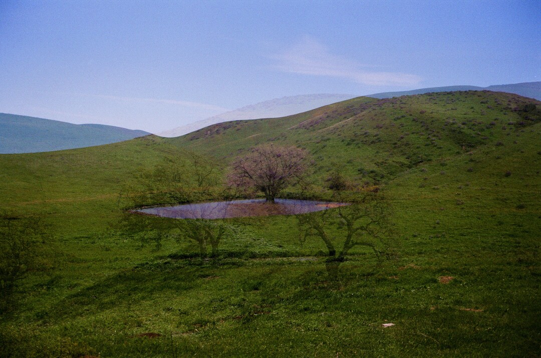Fading Trees - Photography Print - Etsy