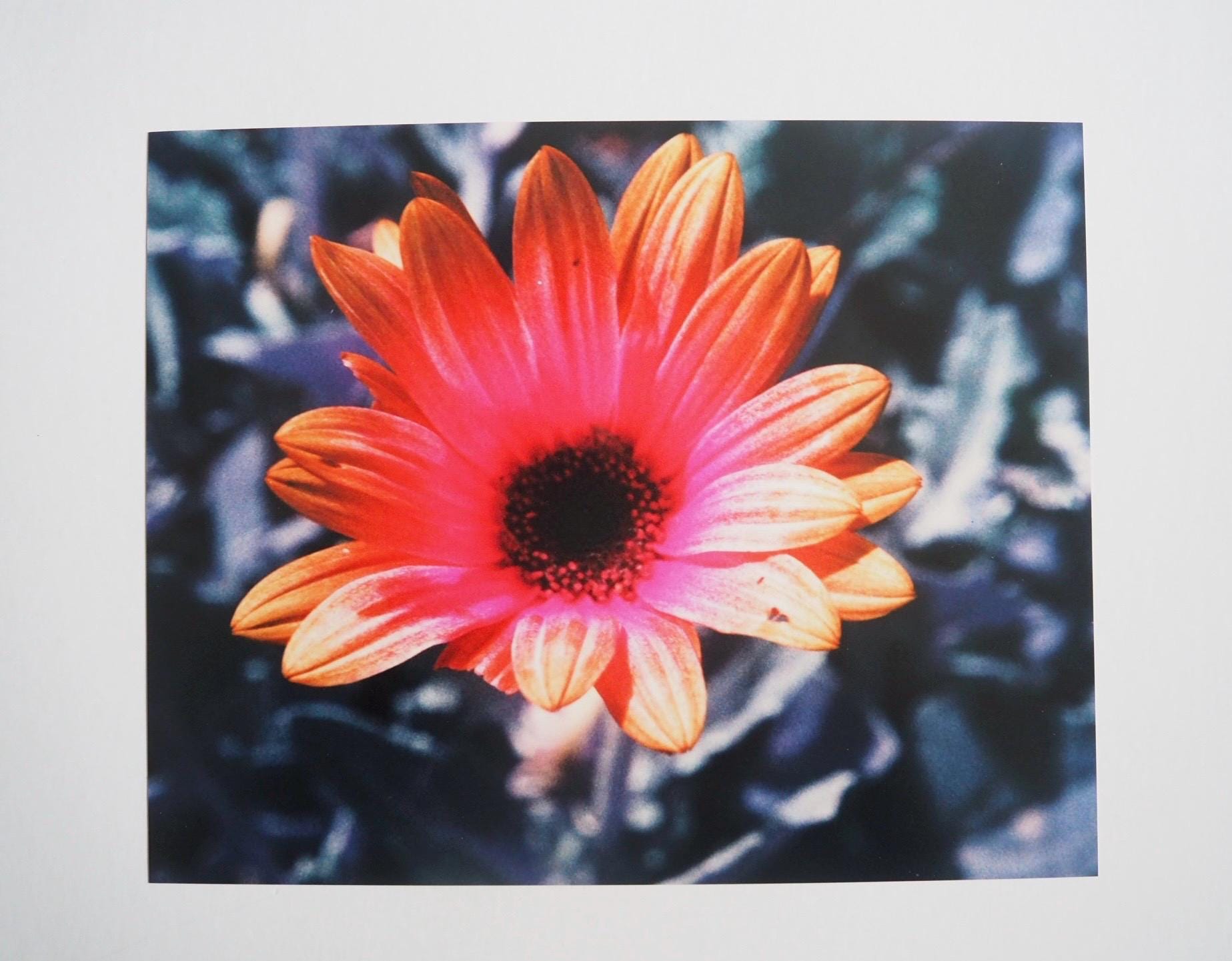 Colorful Flower - Photography Print - Etsy