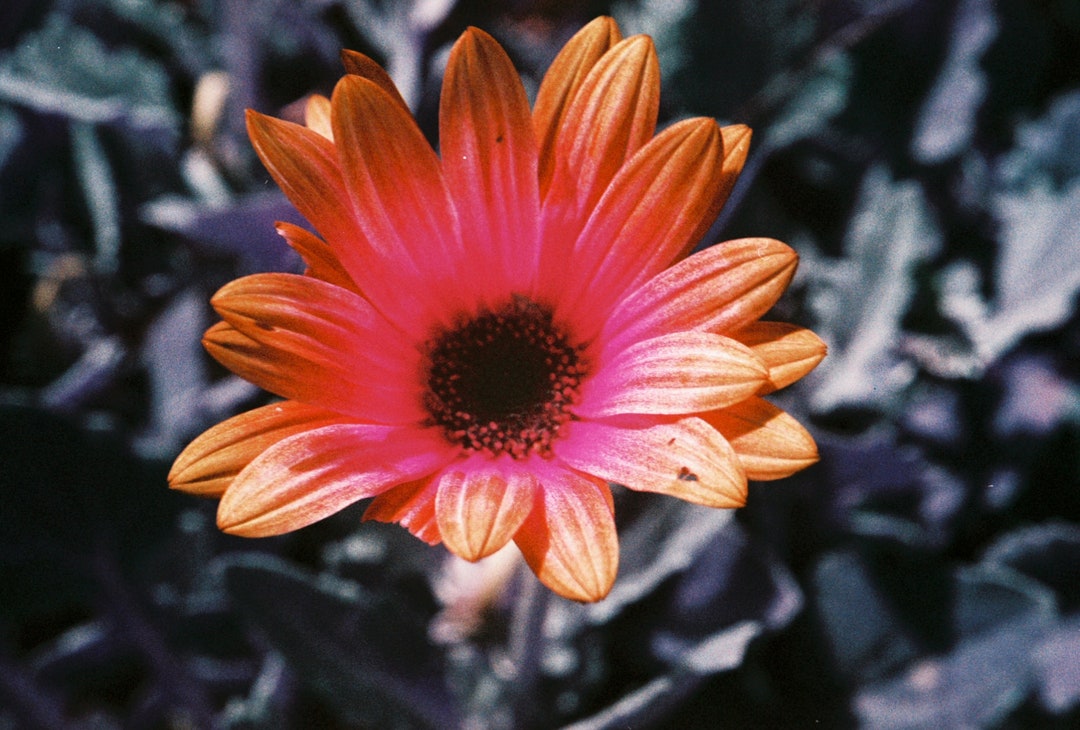 Colorful Flower - Photography Print - Etsy