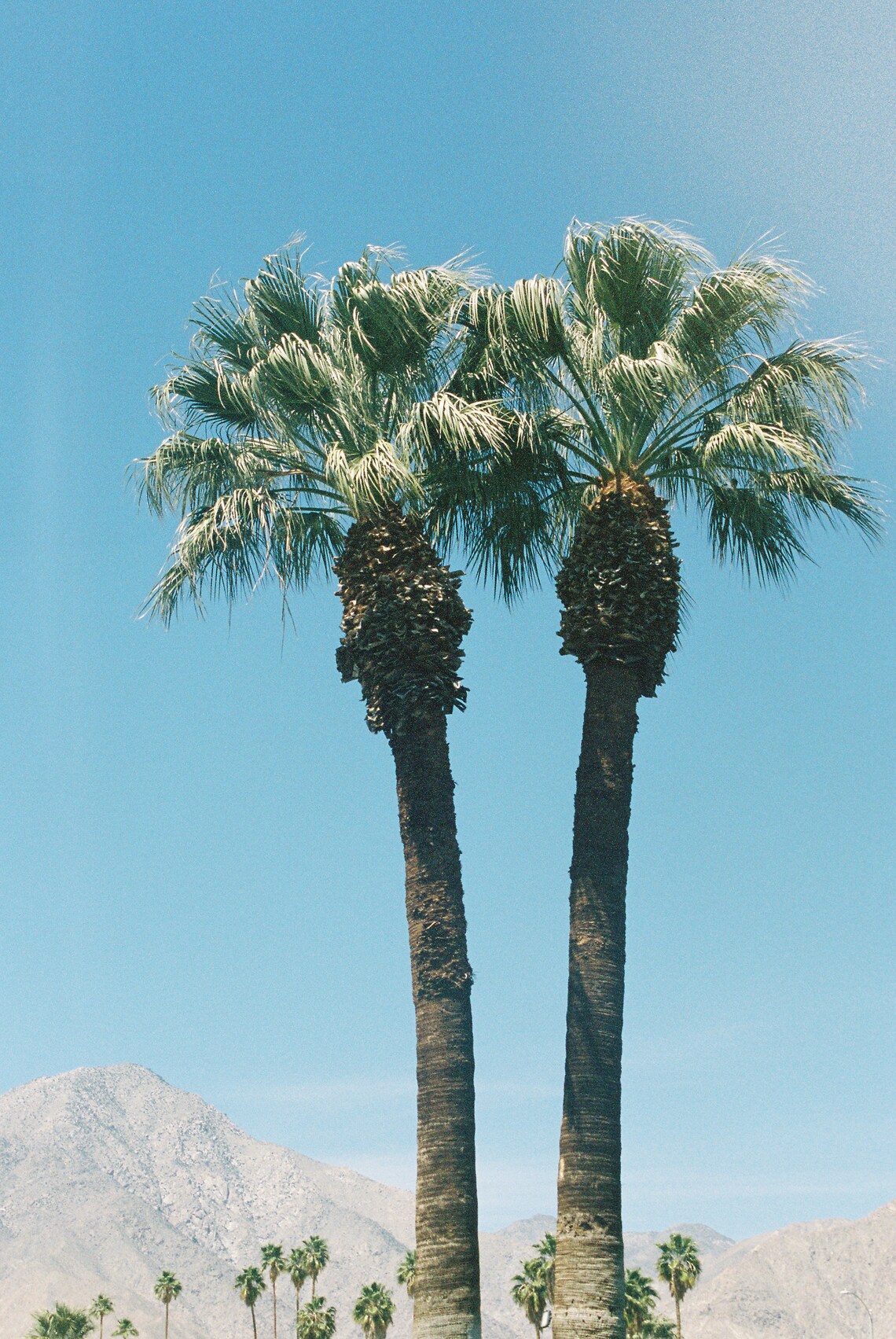 Desert Palms - Photography Print - Etsy