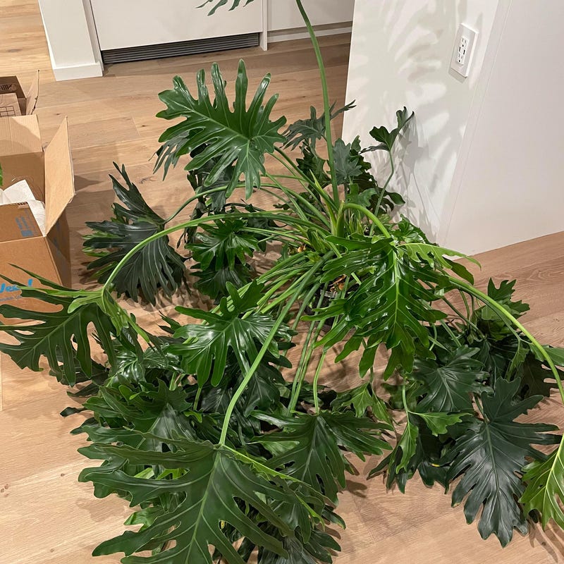 Philodendron Hope - Etsy