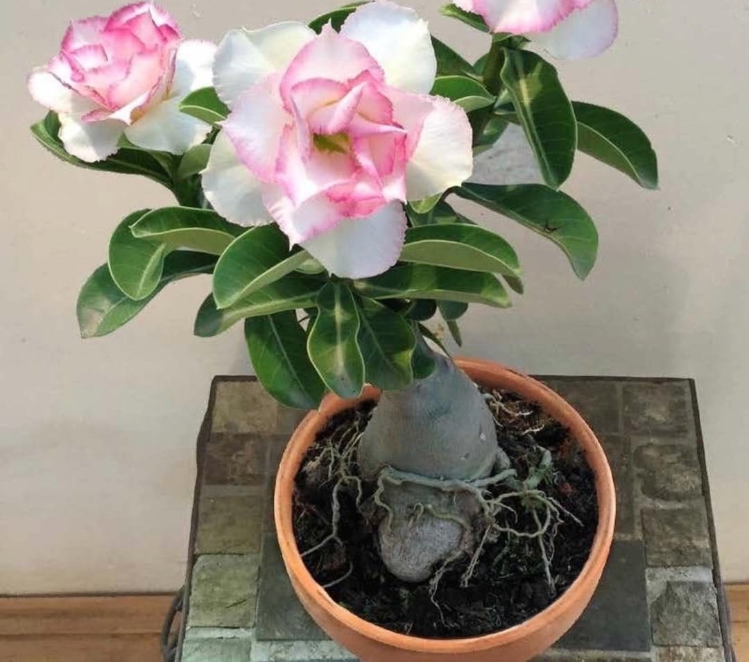 Desert Rose White Adenium Obesum 2” Pot **(ALL Plants Require You to ...