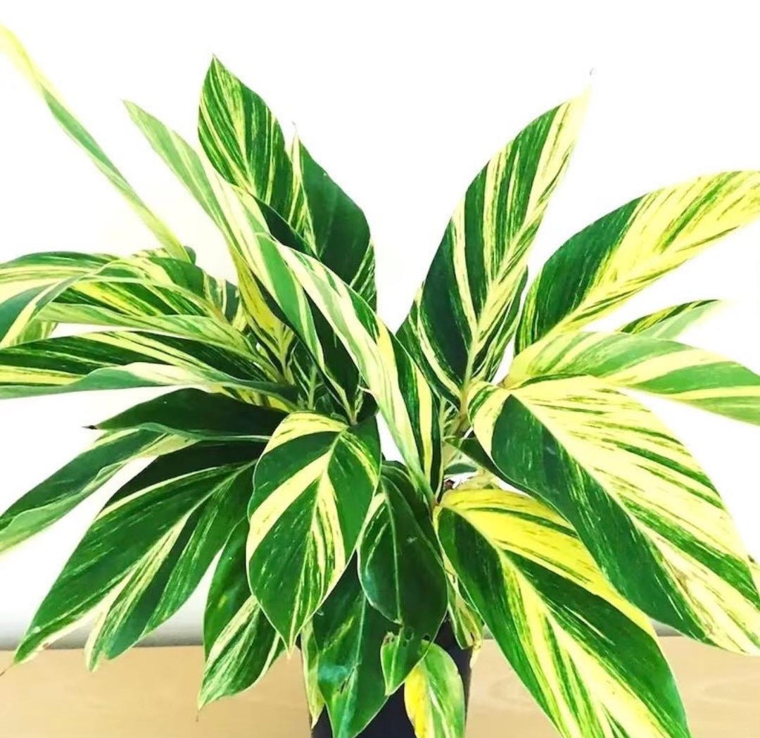Variegated Shell Ginger Starter Plant **(ALL Plants Require You to ...