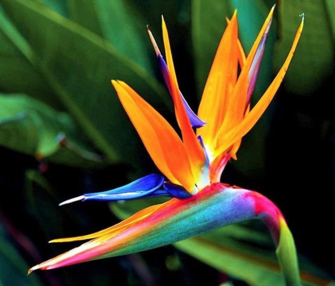 Orange Bird of Paradise 2”pot **(ALL Plants Require You to Purchase ANY ...