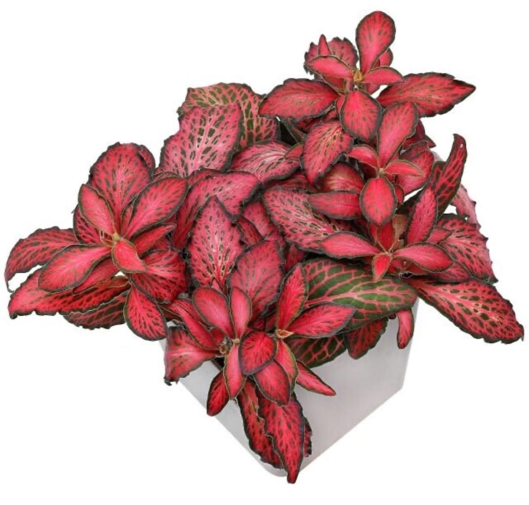 Fittonia Red (nerve Plant) Starter Plant (ALL STARTER PLANTS Require ...