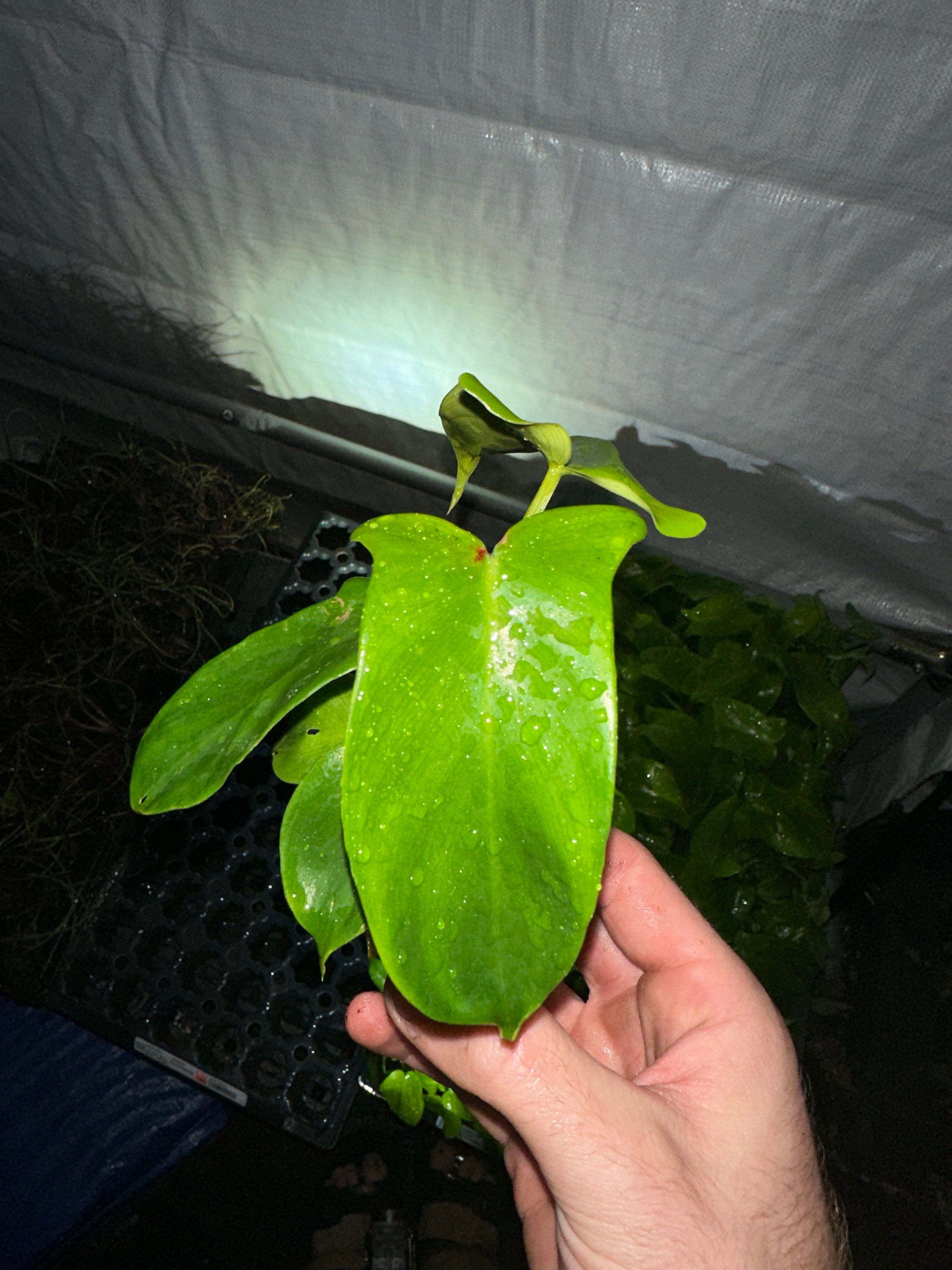 Philodendron Glad Hands Starter Plant (ALL STARTER PLANTS Require You ...