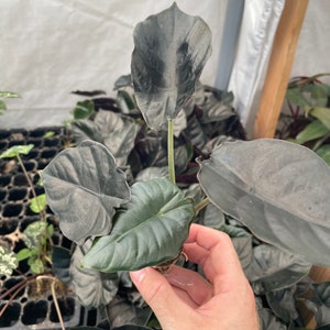 Alocasia Black Infernalis Starter Plant (ALL STARTER PLANTS Require You ...