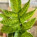 Golden Zebra Fern 2” Pot (ALL STARTER PLANTS Require You to Purchase 2 ...