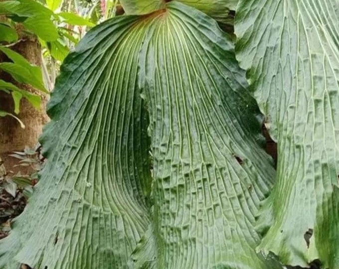 Fern Cotton Candy - Etsy