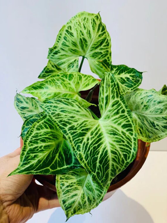 Syngonium Batik Starter Plant all Starter Plants Require You - Etsy