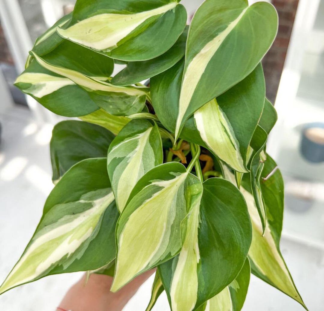 Philodendron Black Cherry Pink Princess Starter Plant (ALL STARTER ...