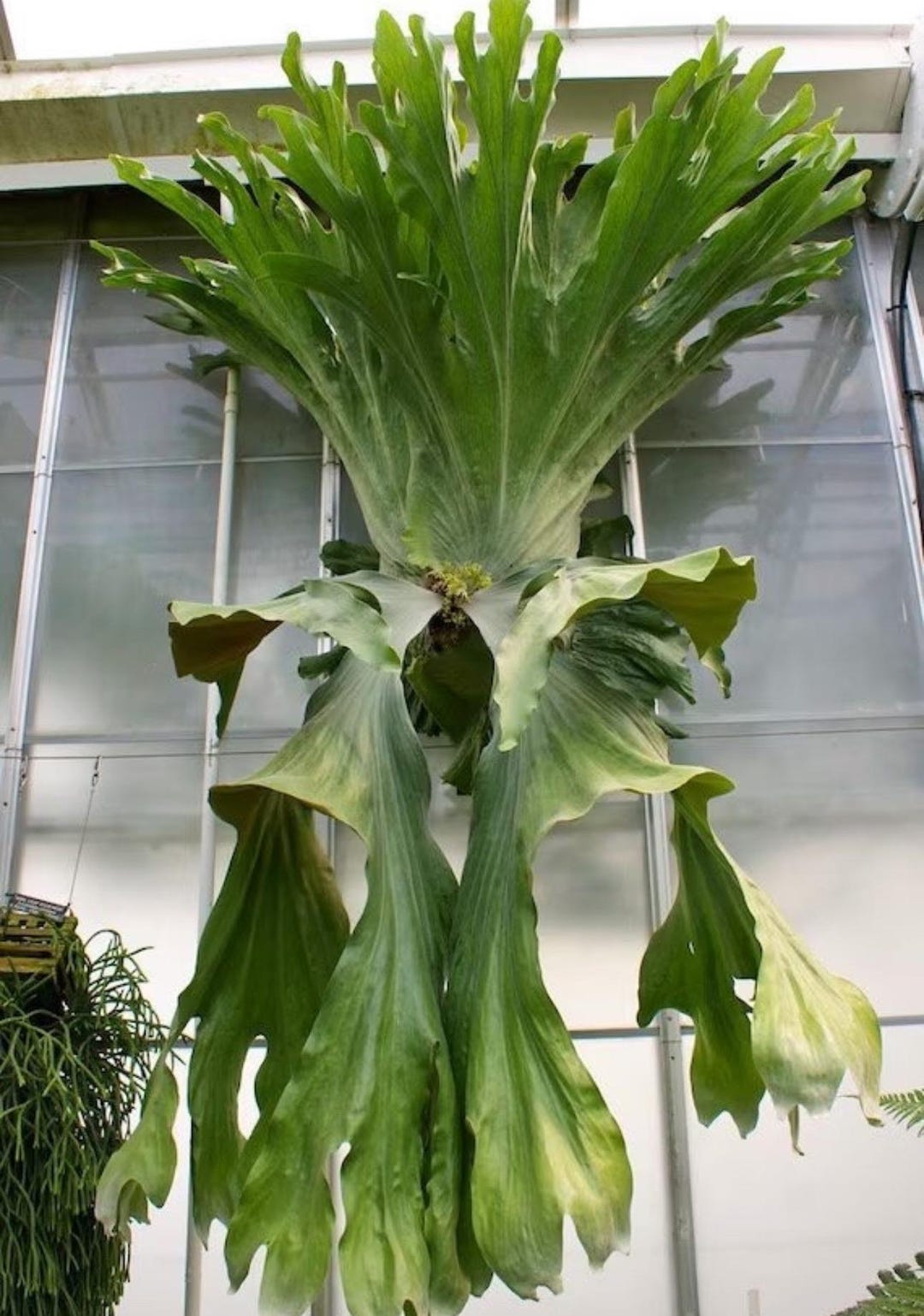 Elephant Ear Elk Staghorn Fern Starter Plant **(ALL Plants Require You ...
