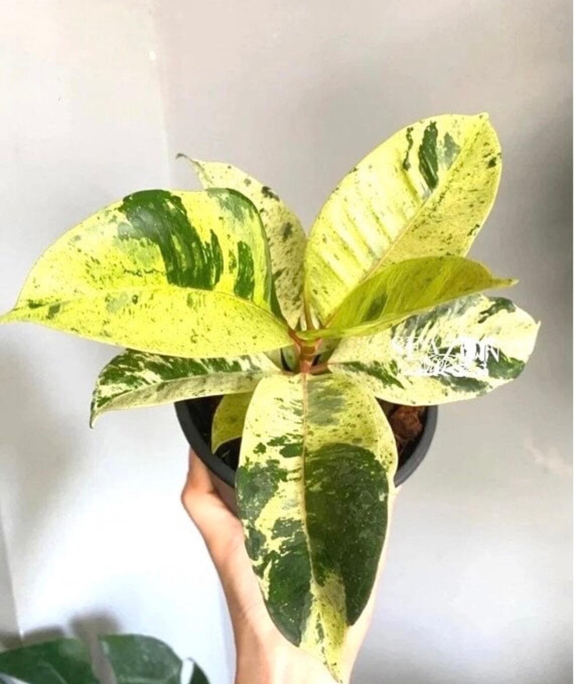 Ficus Moonshine Shivereana Starter Plant (ALL STARTER PLANTS Require ...