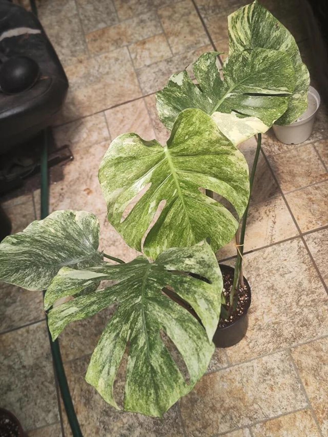 Monstera Green Snow 2” Pot (ALL STARTER PLANTS Require You to Purchase ...