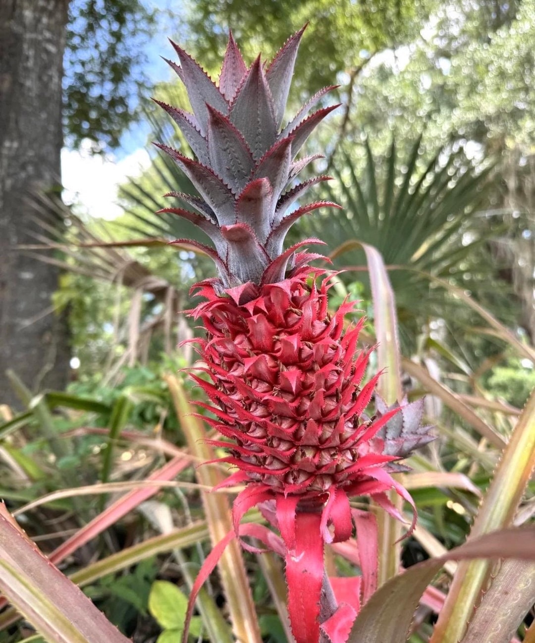 Ananas Red Florida Special (pineapple) Starter Plant **(ALL Plants ...