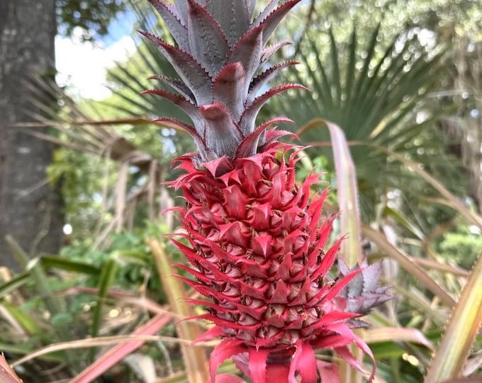 RARE Red Brazilian Pineapple Plants (ananas Bracteatus) - Etsy