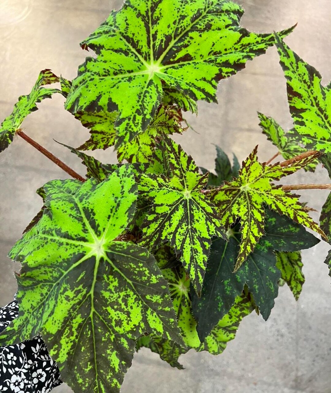 Begonia Rex Geometry 4” Pot (ALL STARTER PLANTS Require You to Purchase ...