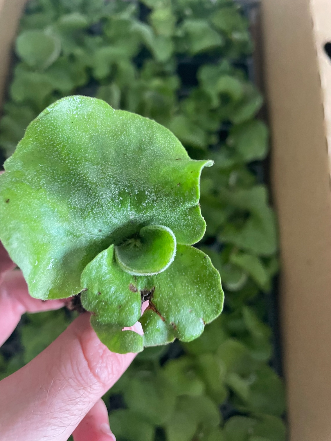 Platycerium Elephantotis Staghorn Fern Starter Plant ALL - Etsy