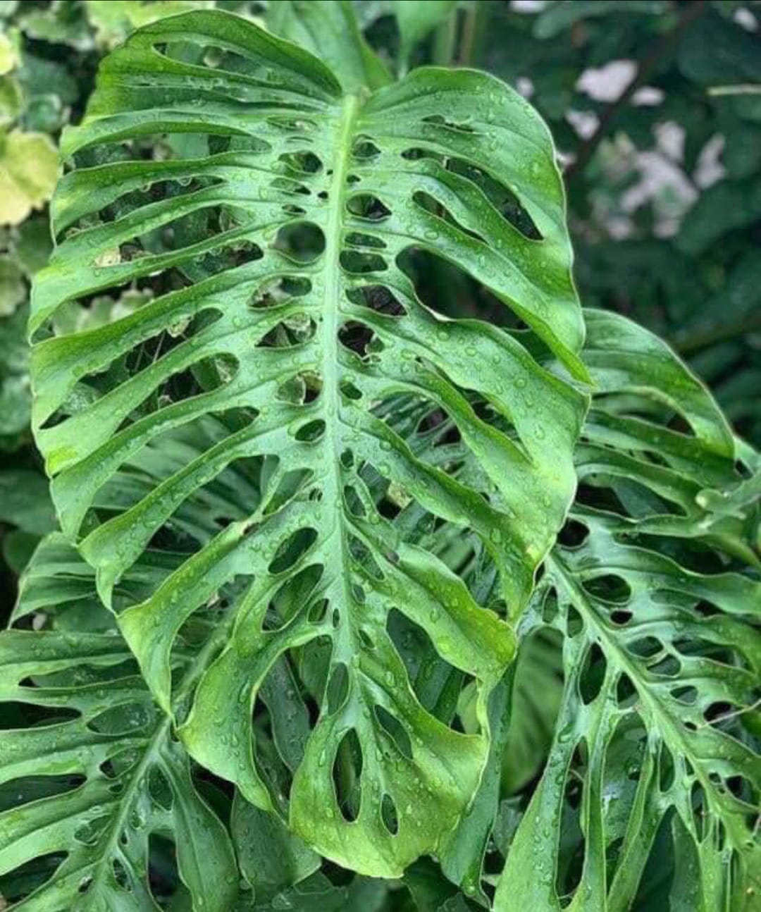 Monstera Acuminata Starter Plant ALL STARTER PLANTS Require You to ...