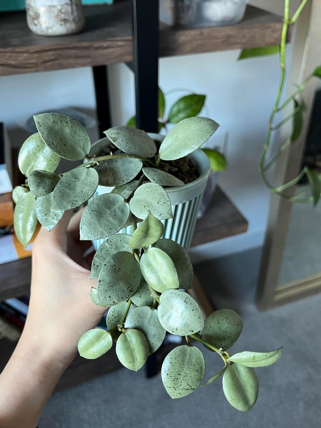 Hoya Lacunosa Silver Mint Coin Starter Plant ALL PLANTS Require You to ...