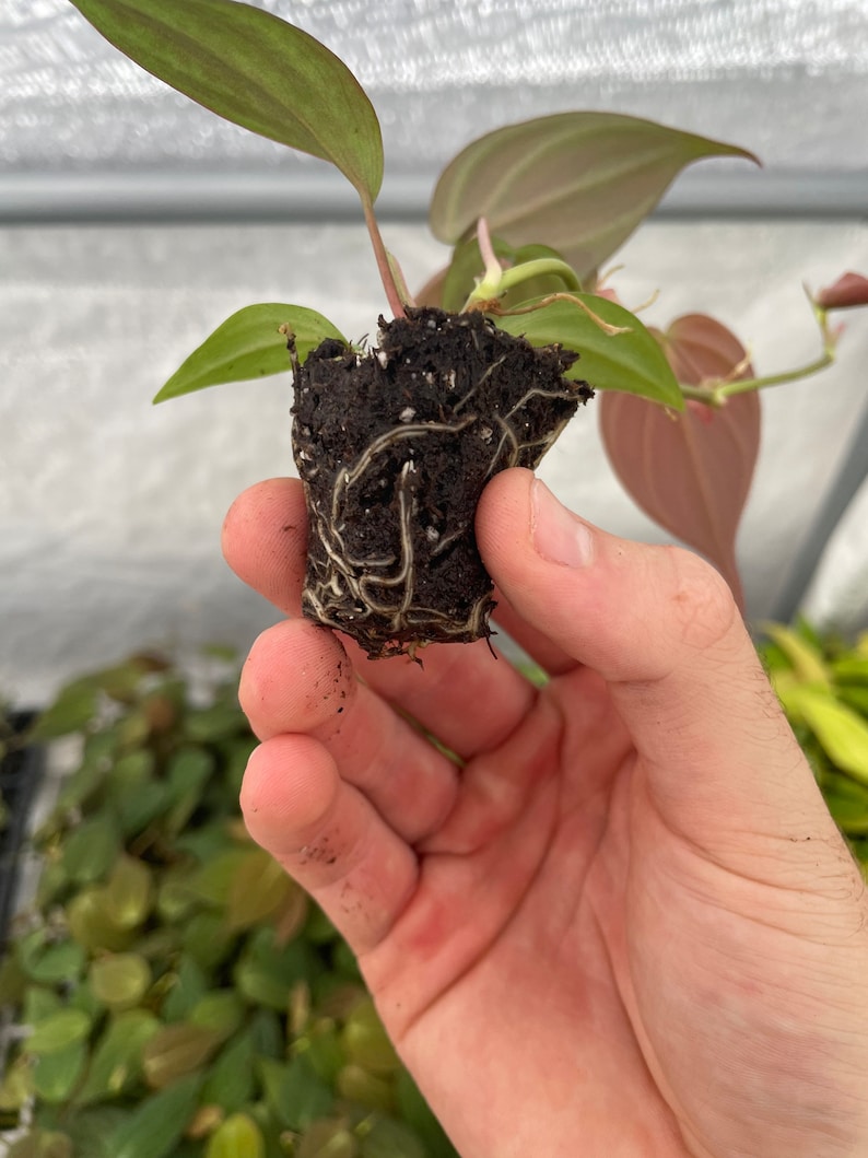 Philodendron Micans Starter Plant ALL STARTER PLANTS Require - Etsy